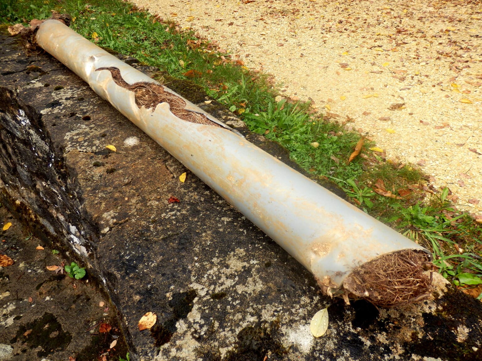 Tree Roots and Sewer Lines: Prevention Tips You Should Know